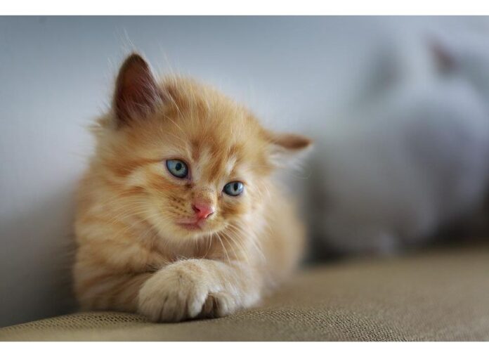 Top 450+ Cat Names Starting with K - Names Globe.com